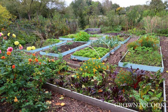Garden jobs this month – grown to cook